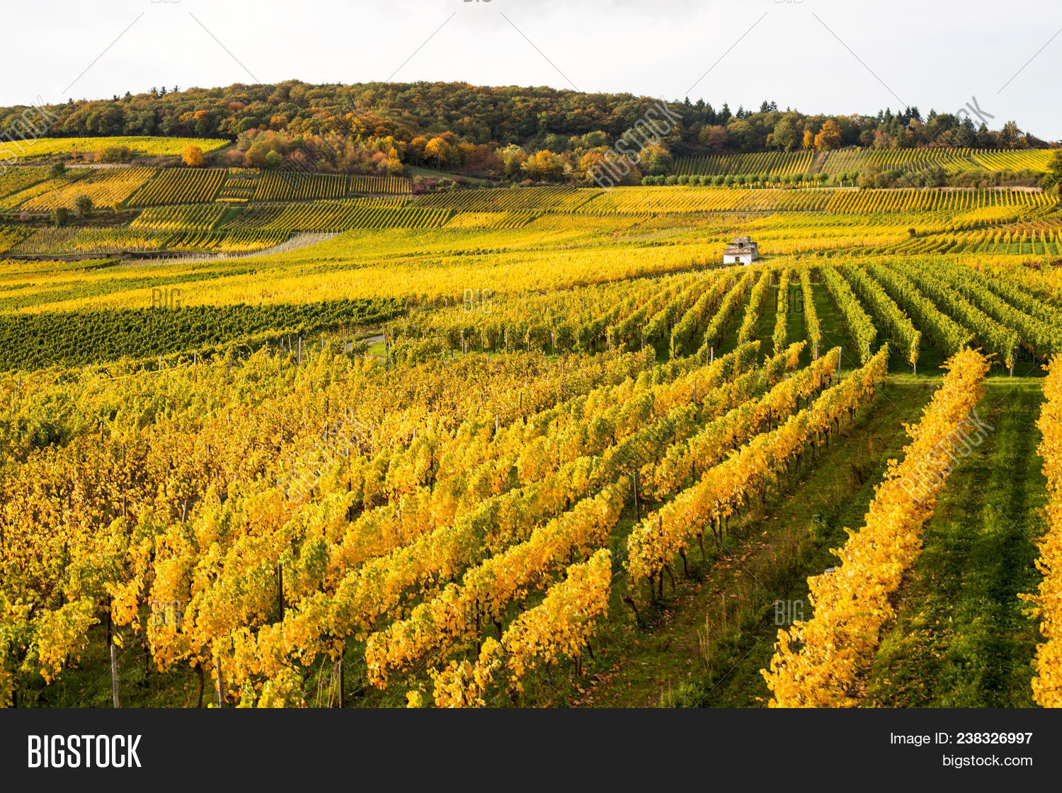 Rhine Valley Vineyards Image & Photo (Free Trial) | Bigstock