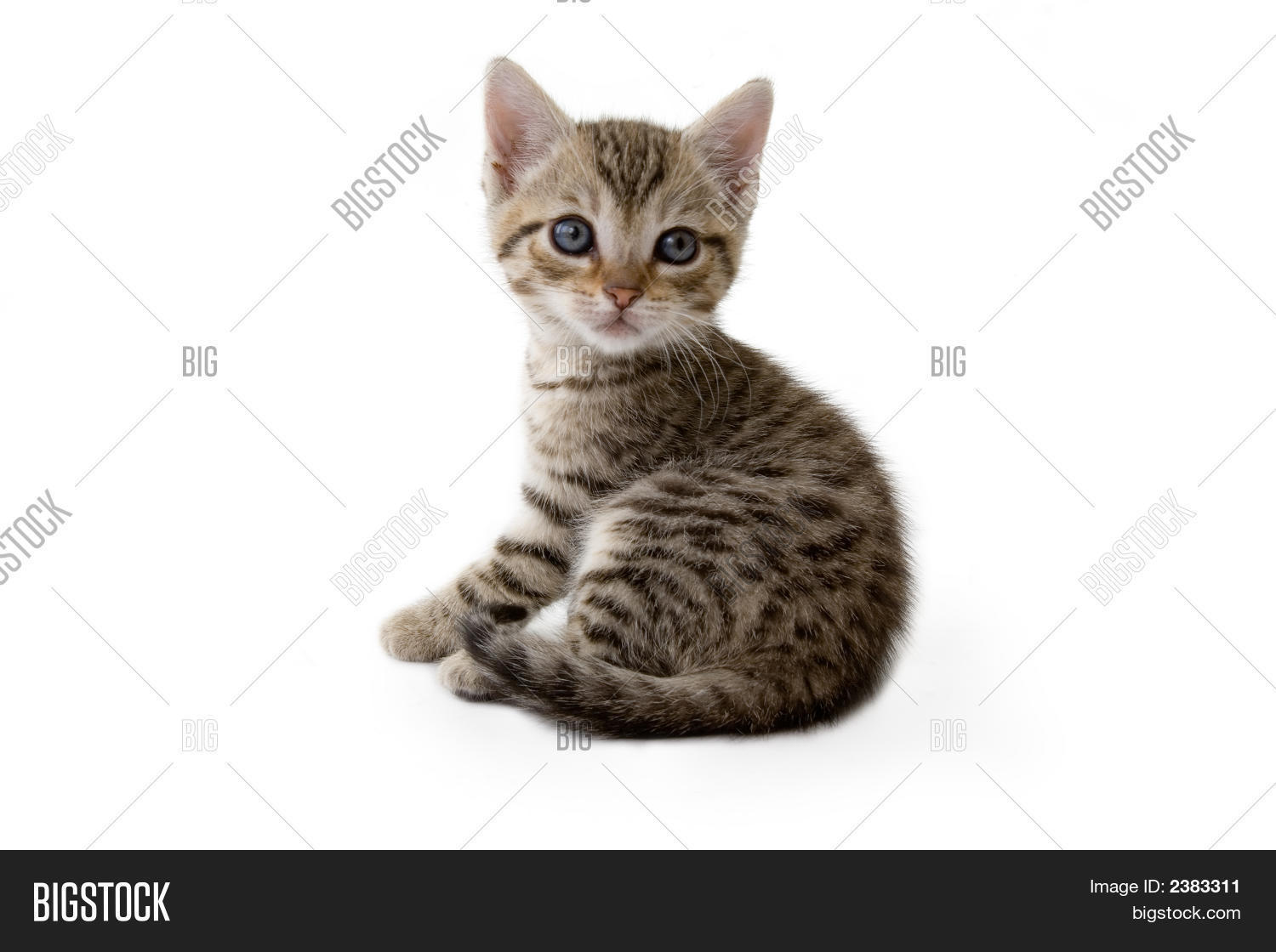 Striped Kitten (5 Image & Photo (Free Trial) | Bigstock