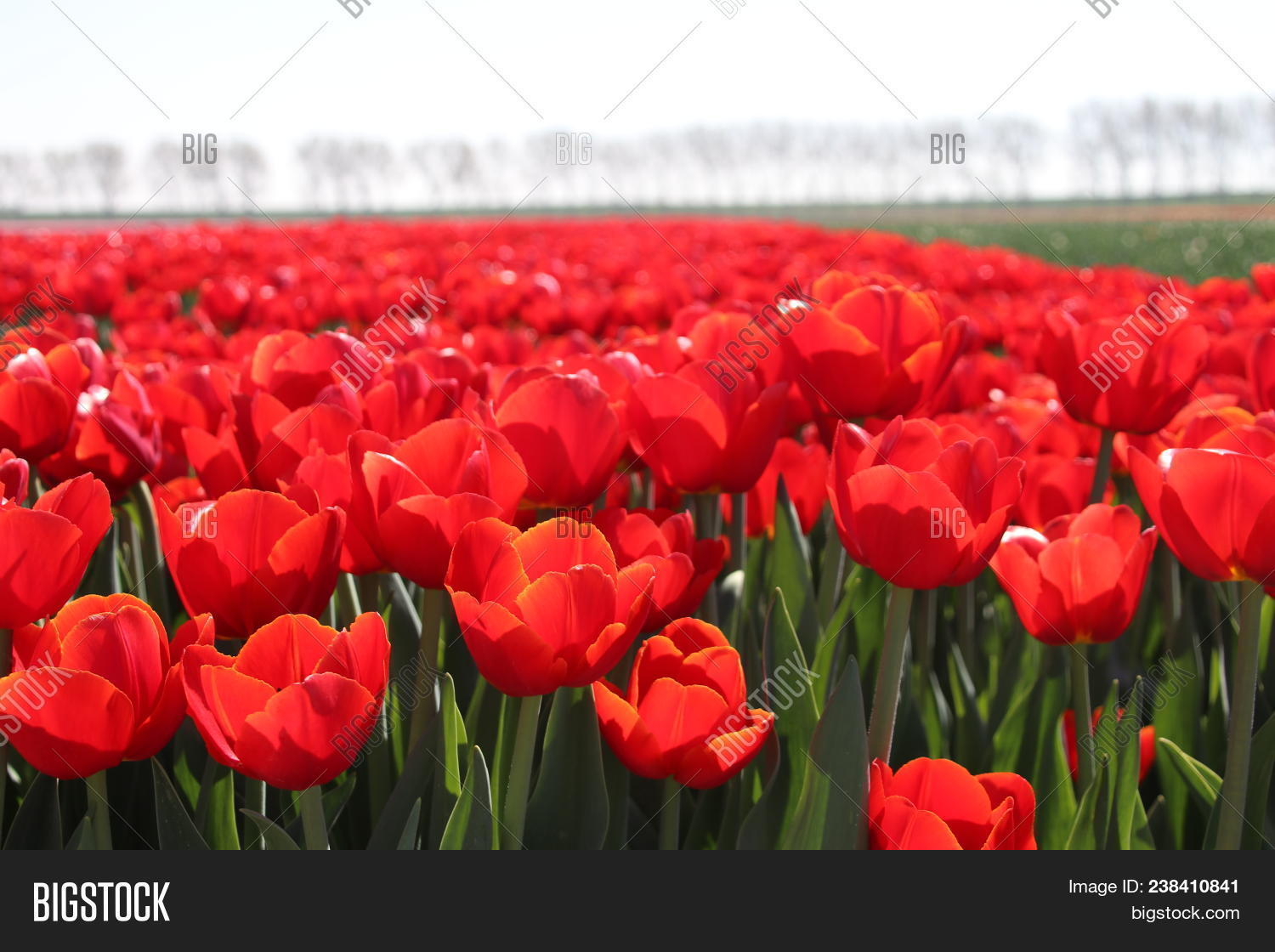 Row Red Tulips Type " Image & Photo (Free Trial) | Bigstock