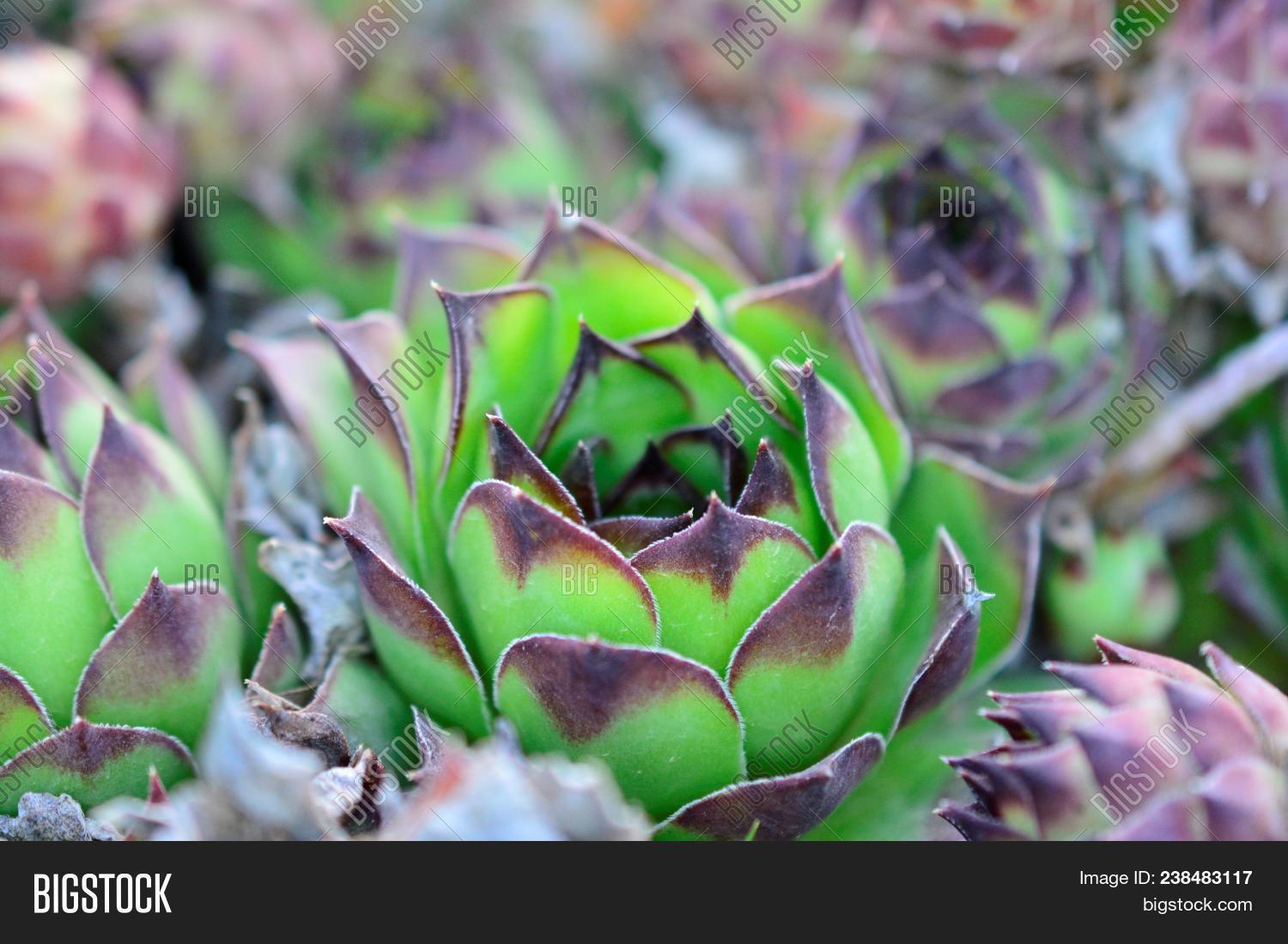 House Leek, Succulent Image & Photo (Free Trial) | Bigstock