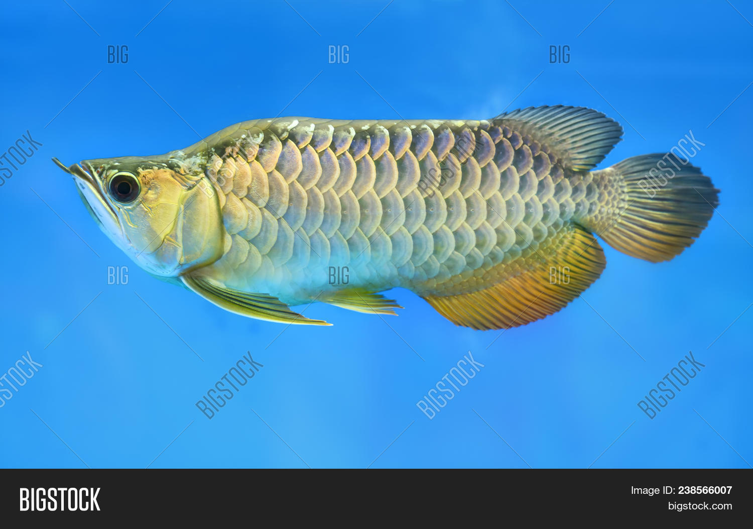 Arowana Aquarium, This Image & Photo (Free Trial) | Bigstock