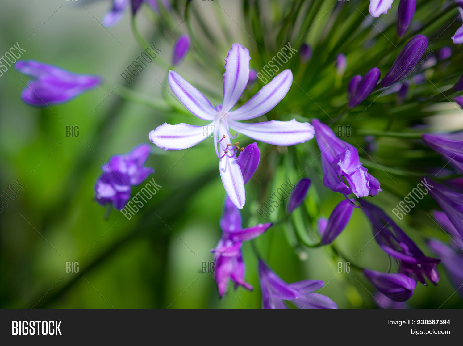 Selective Focus Image Image & Photo (Free Trial) | Bigstock