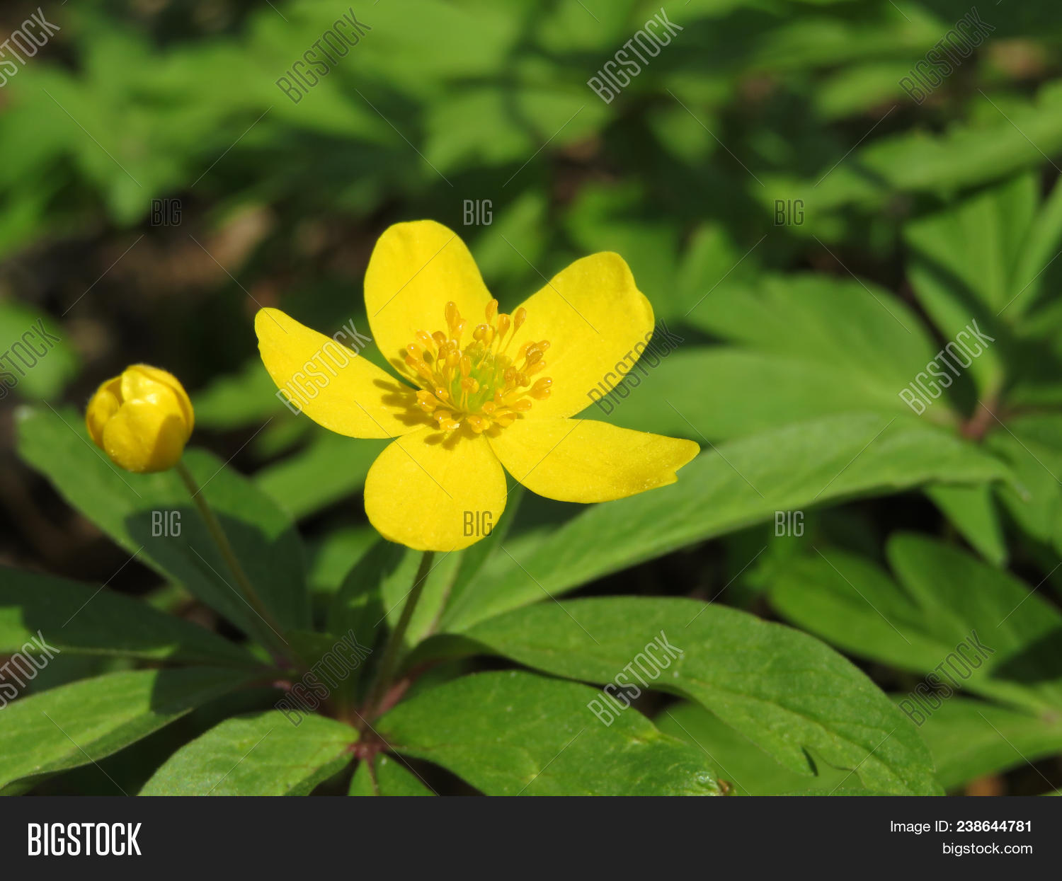 Lesser Celandine ( Image & Photo (Free Trial) | Bigstock