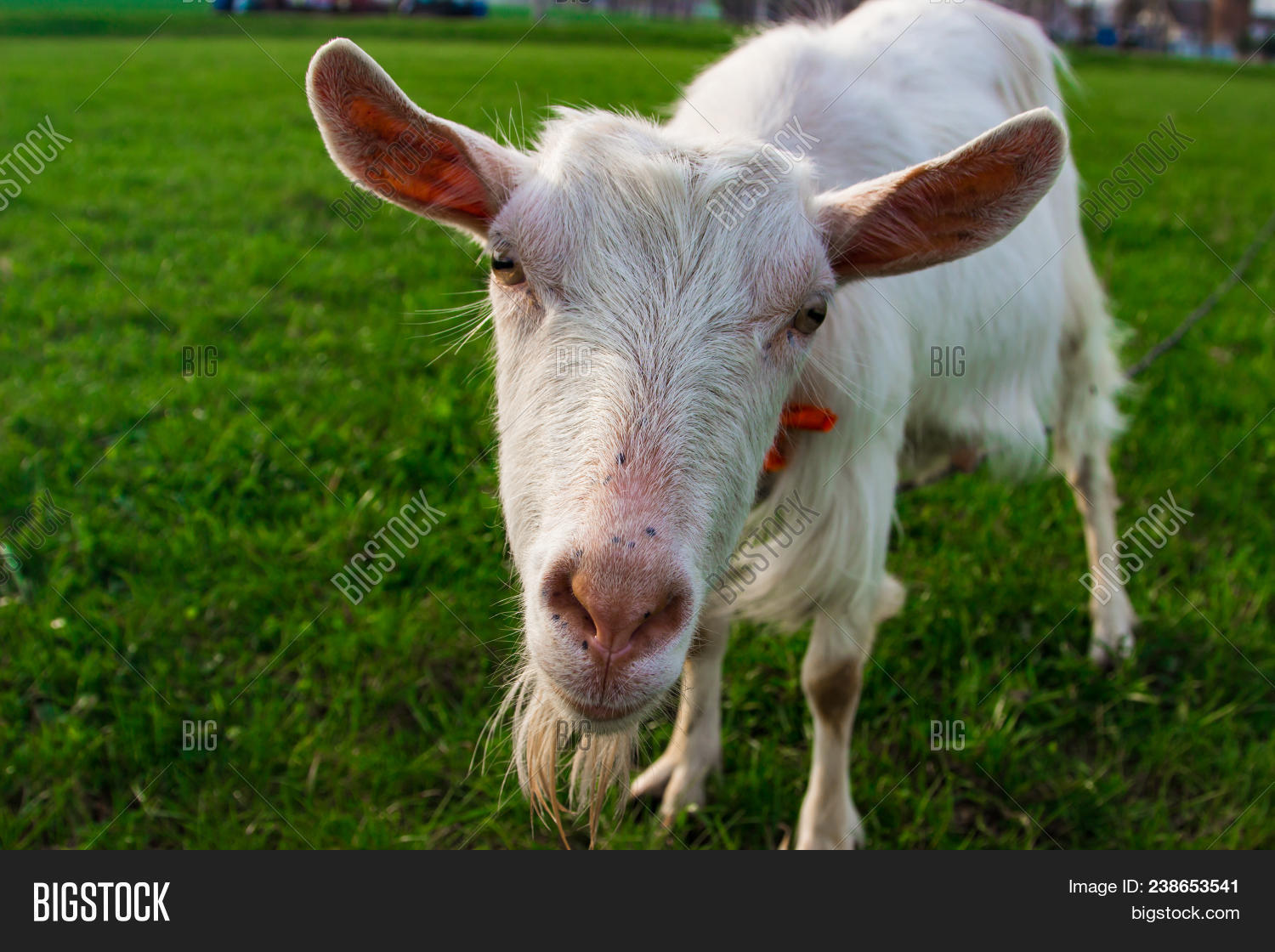 Little White Goat Image & Photo (Free Trial) | Bigstock