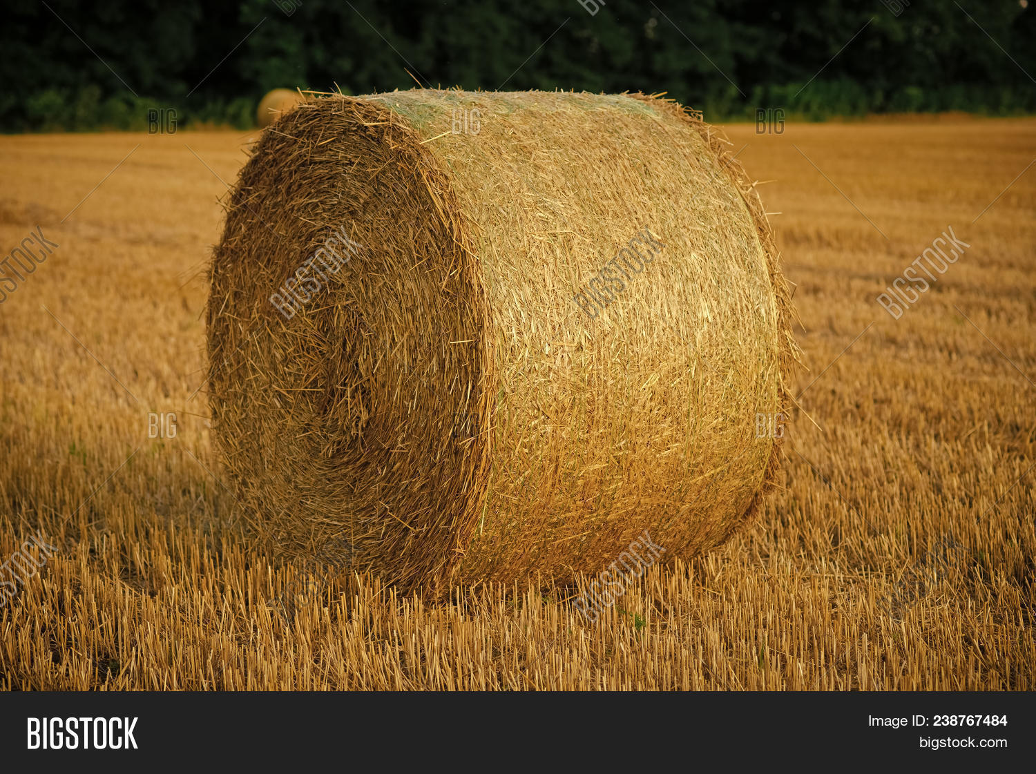 Fodder, Forage, Image & Photo (Free Trial) | Bigstock