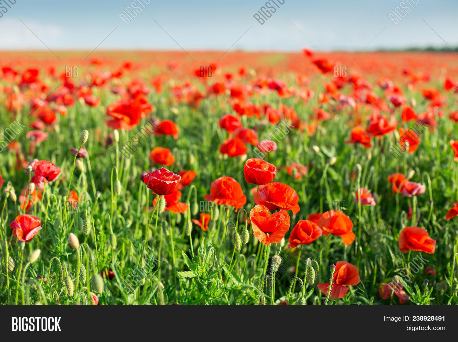 Poppy Farming, Nature Image & Photo (Free Trial) | Bigstock