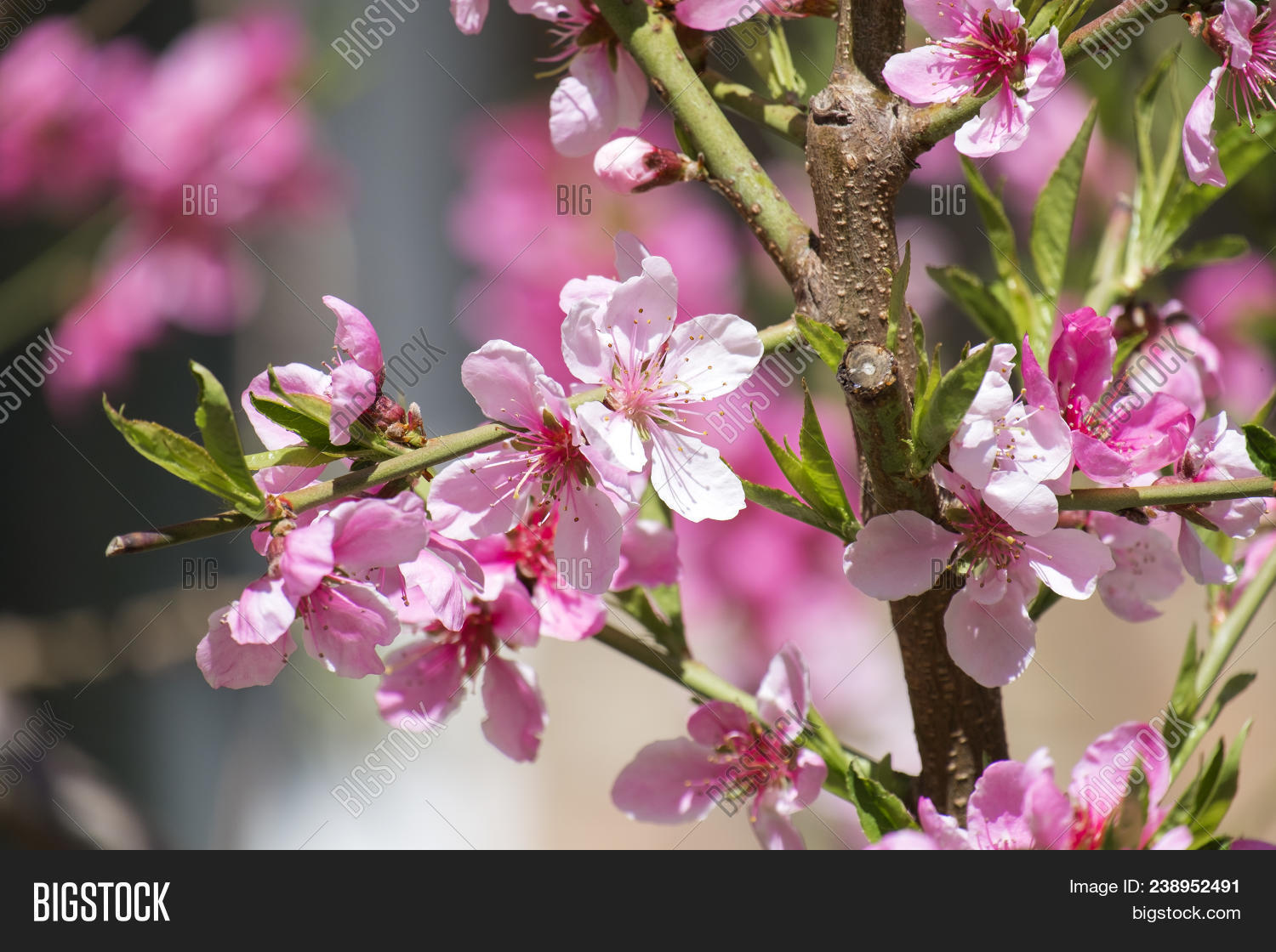 Flowering Branch Peach Image & Photo (Free Trial) | Bigstock