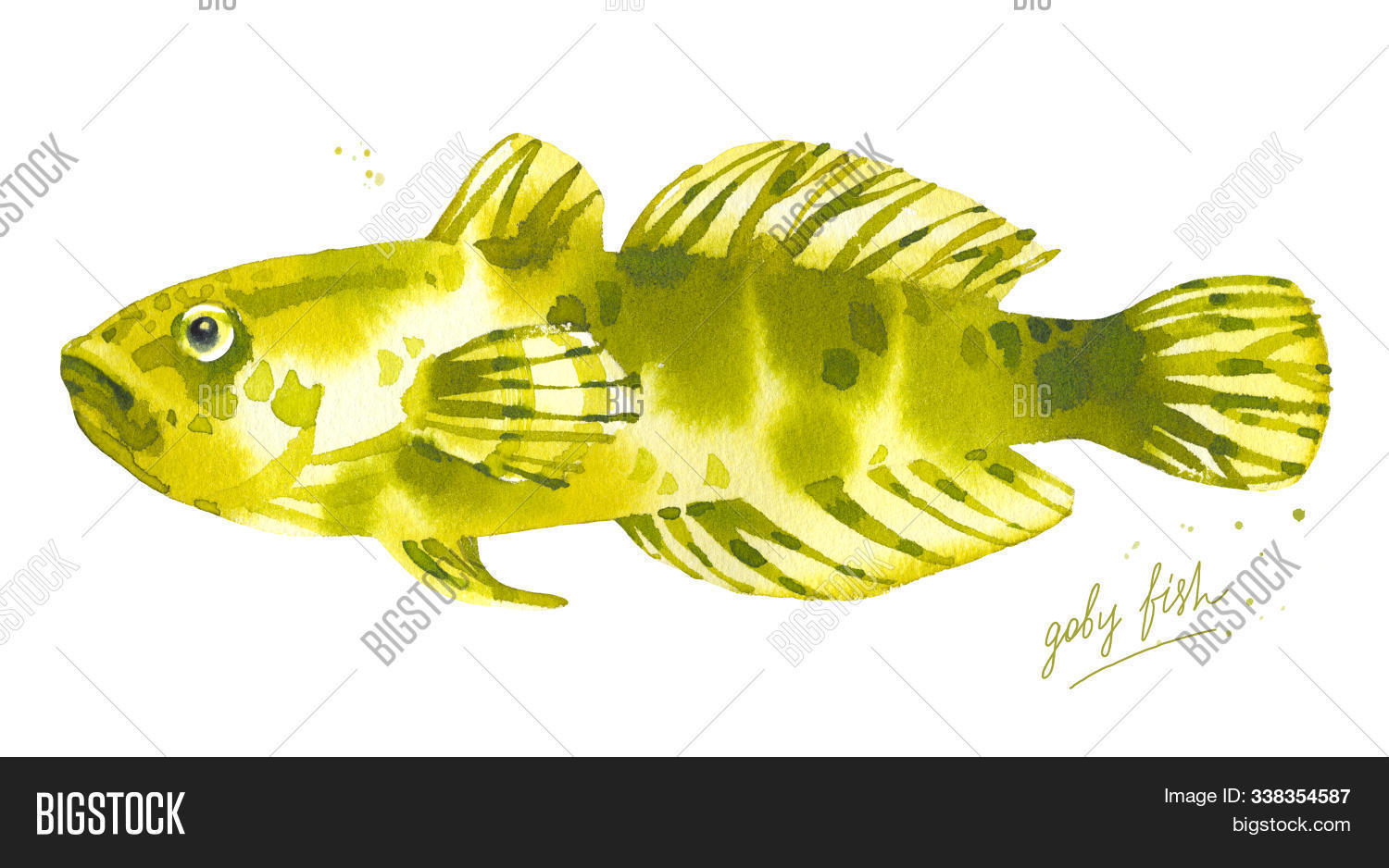 Goby Fish Watercolor Image & Photo (Free Trial) | Bigstock