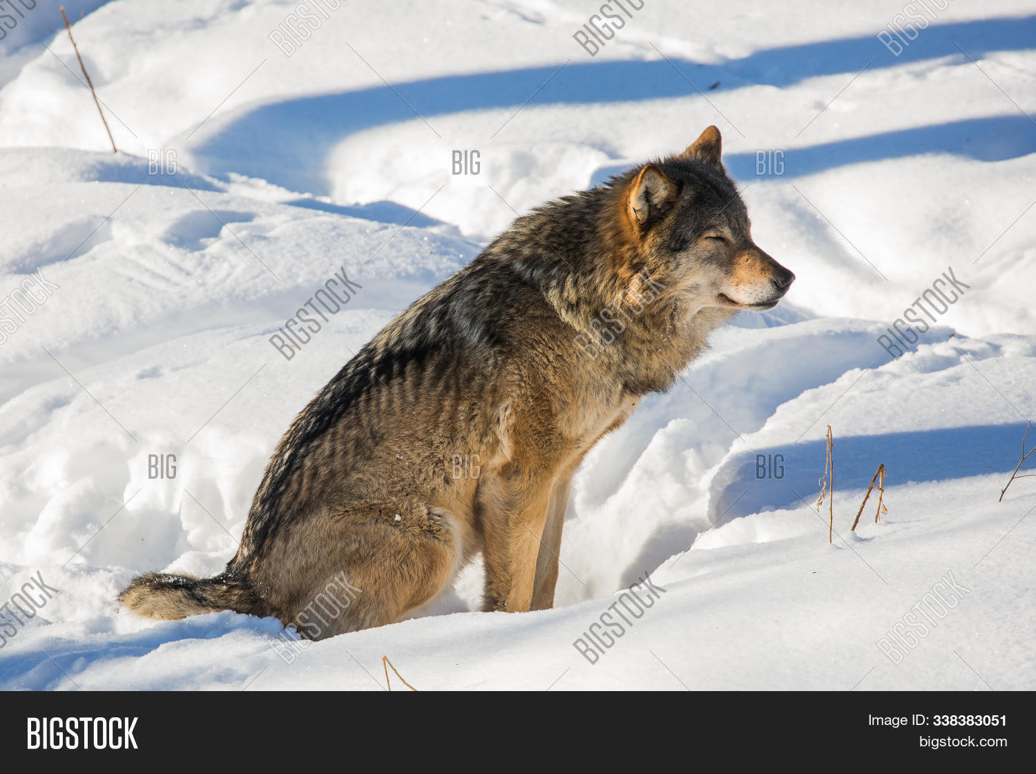 Coniferous Forest Wolves