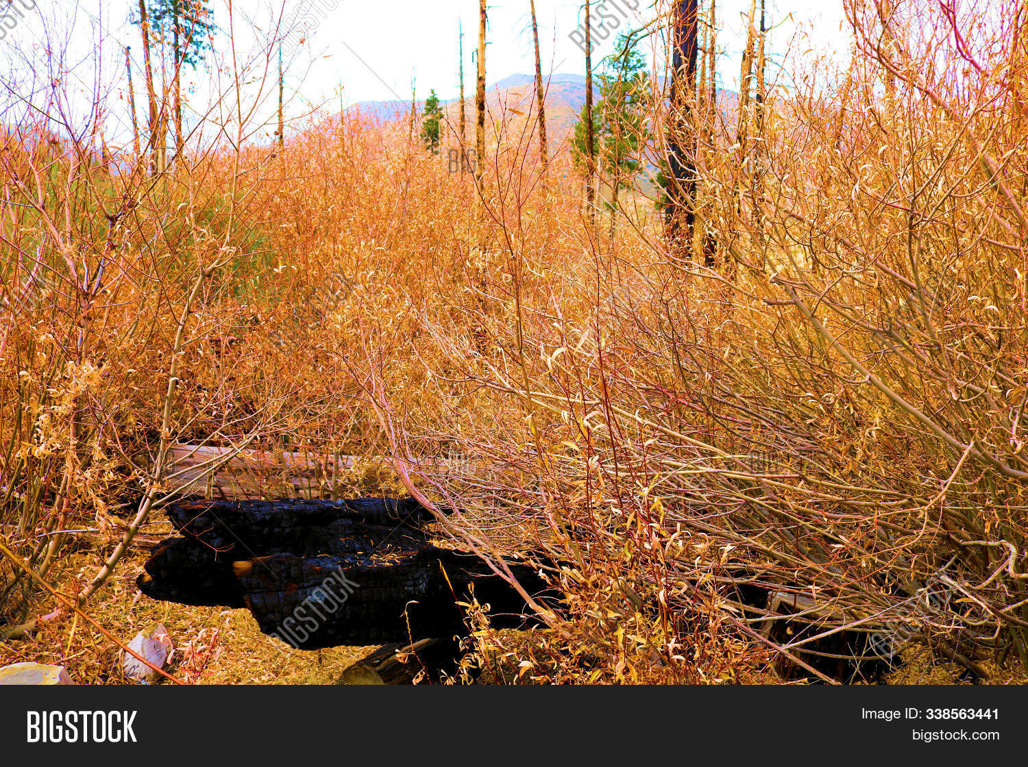 Imagen y foto Remnants Burnt Pine (prueba gratis) | Bigstock