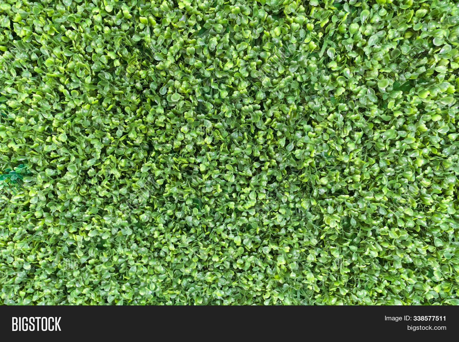 Green Leaves Carpet Image & Photo (Free Trial) | Bigstock