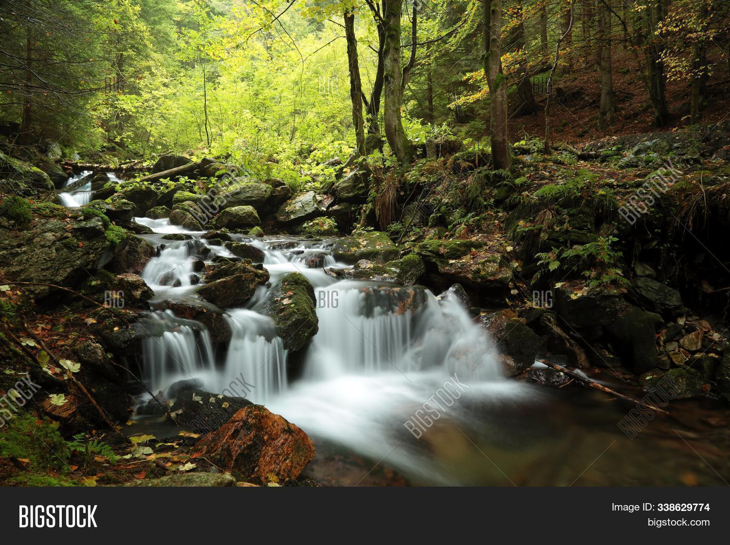 Forest Stream Nature Image & Photo (Free Trial) | Bigstock