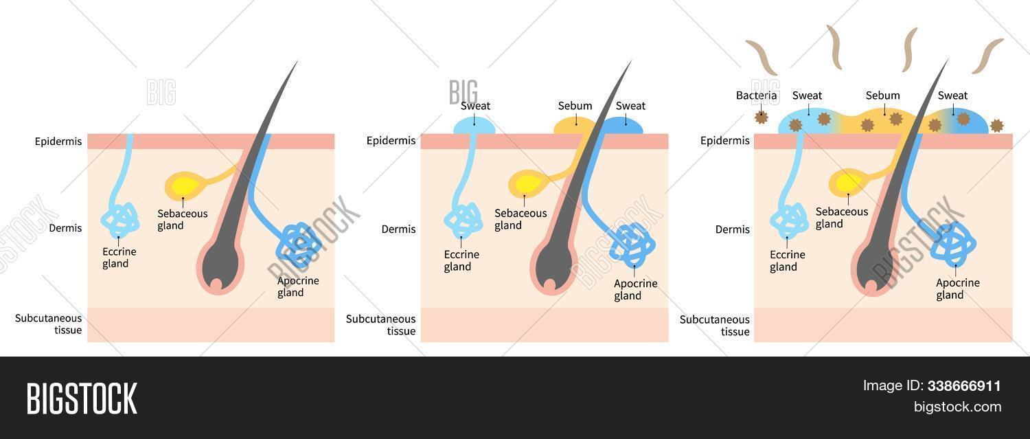 Diagram Body Odor Image & Photo (Free Trial) | Bigstock