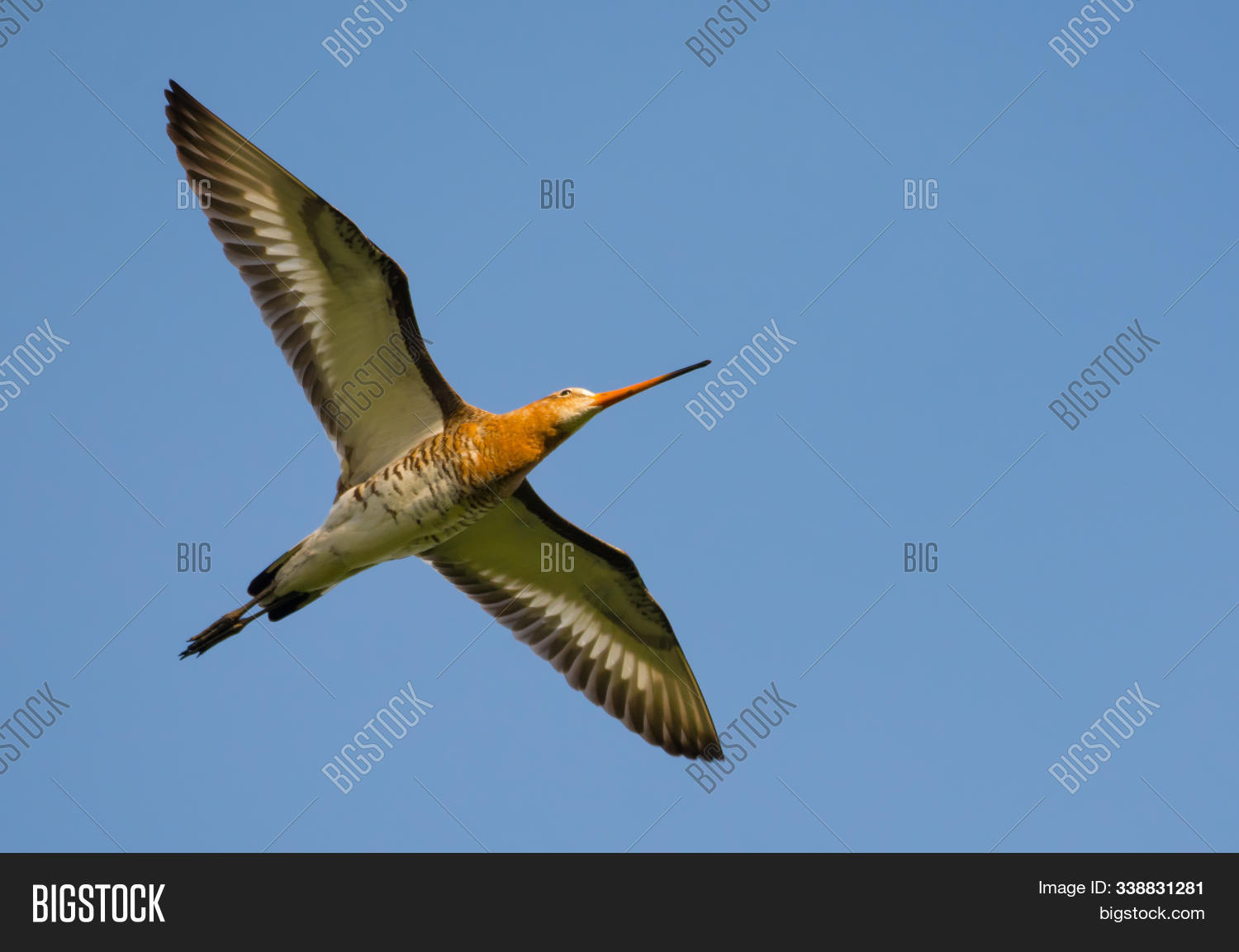 Black-tailed Godwit Image & Photo (Free Trial) | Bigstock