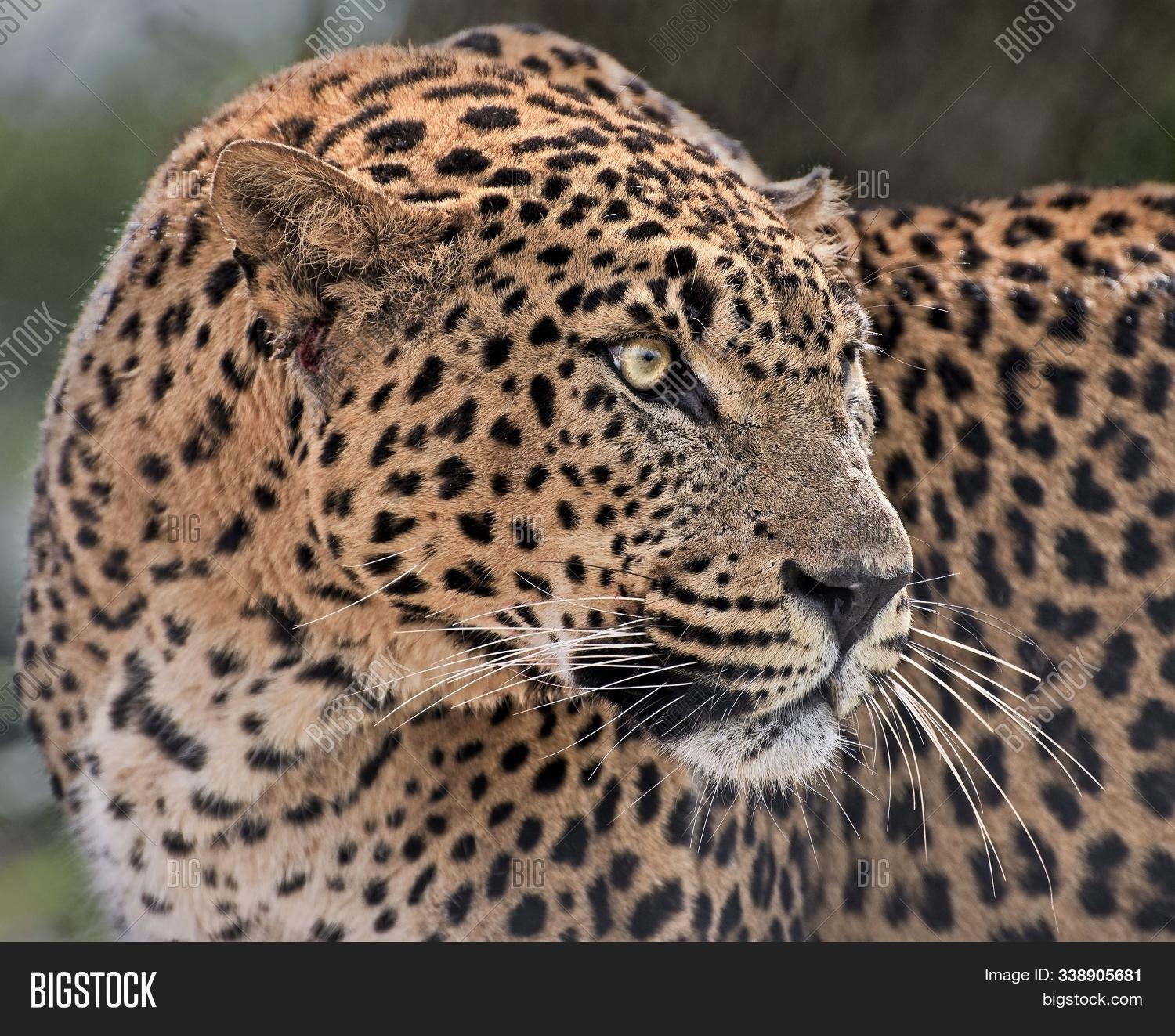 Leopard Profile