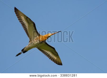 Black-tailed Godwit Image & Photo (Free Trial) | Bigstock