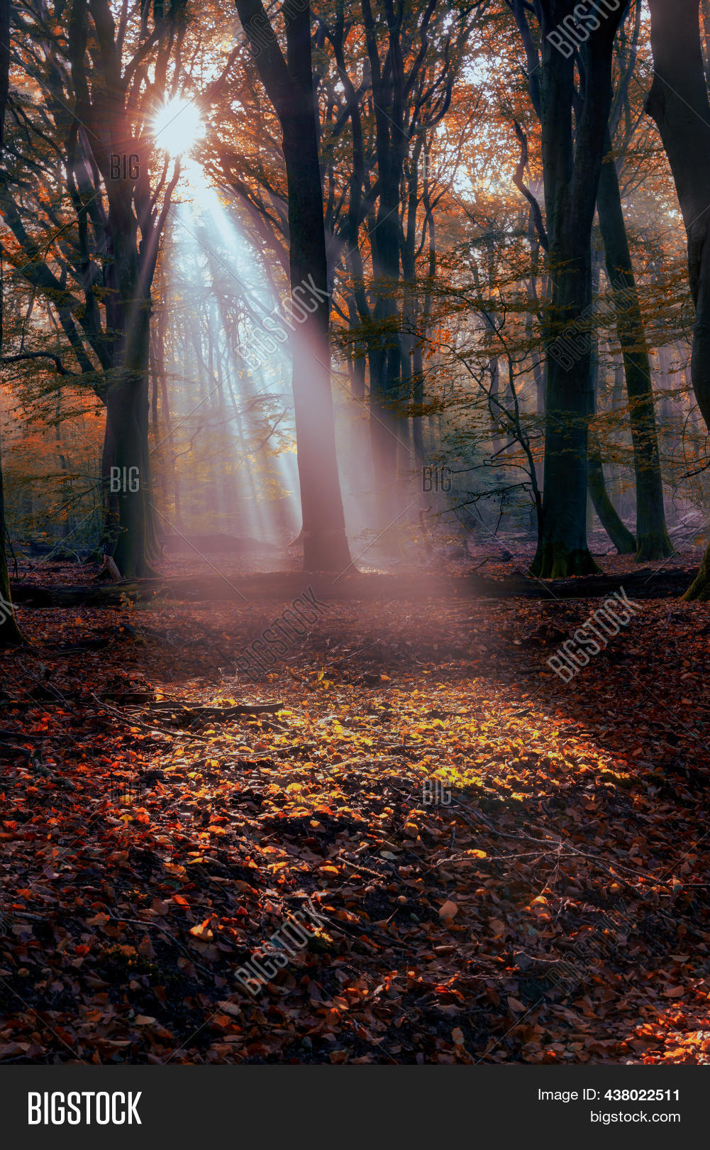 Light Haze Morning Fog Image & Photo (Free Trial) | Bigstock