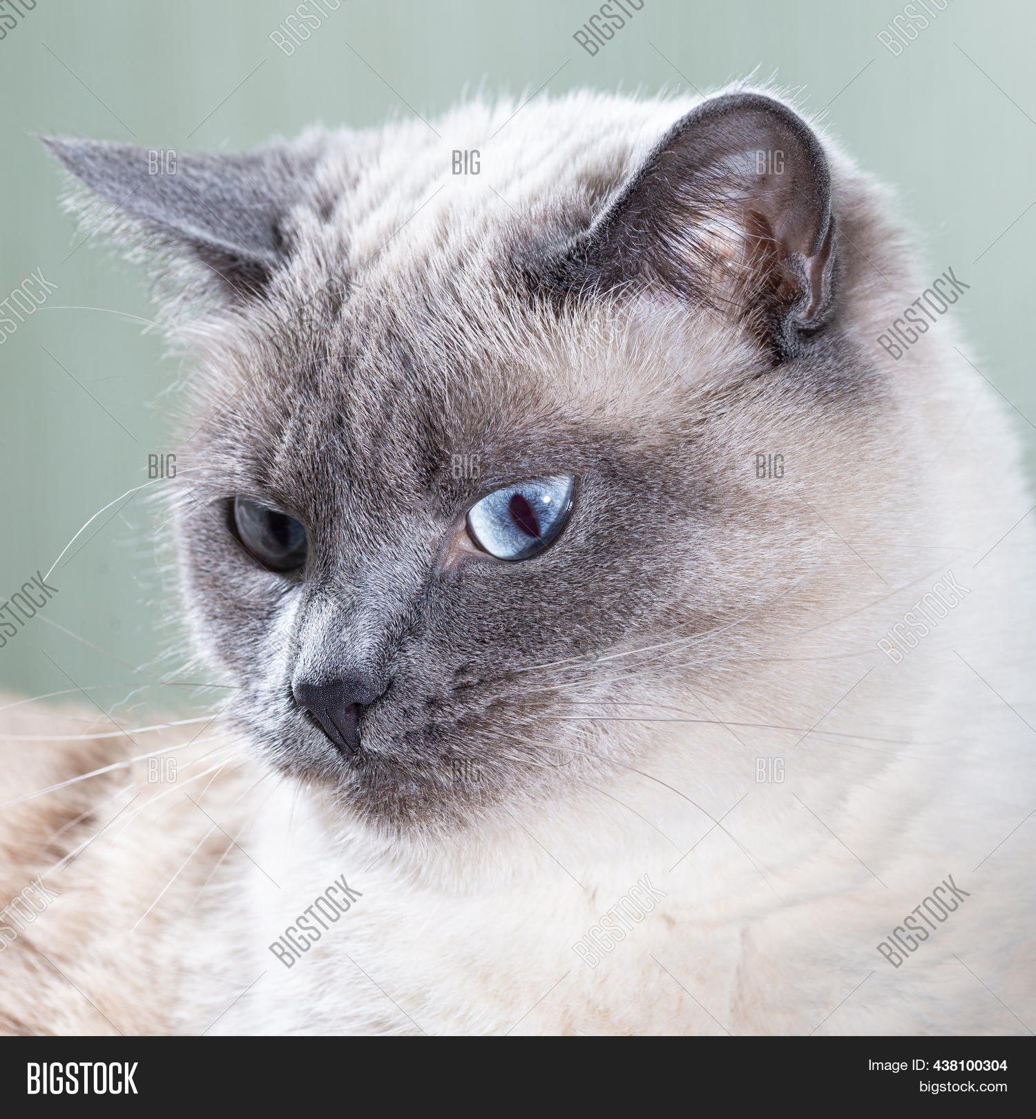 Portrait Thai Cat Blue Image & Photo (Free Trial) | Bigstock
