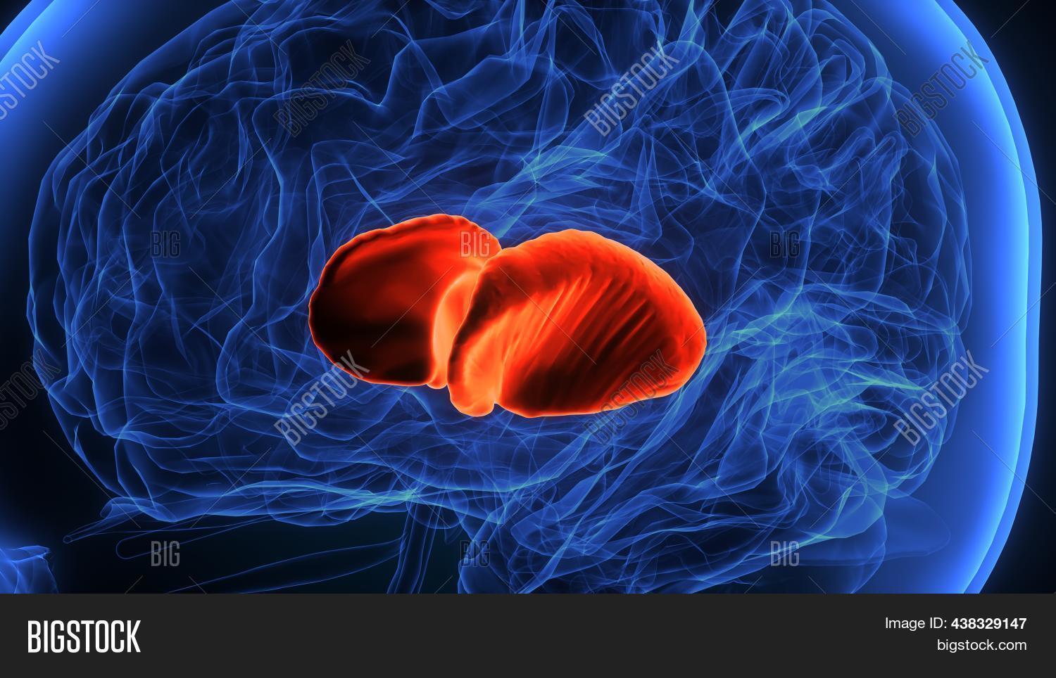 3d Illustration Human Image & Photo (Free Trial) | Bigstock