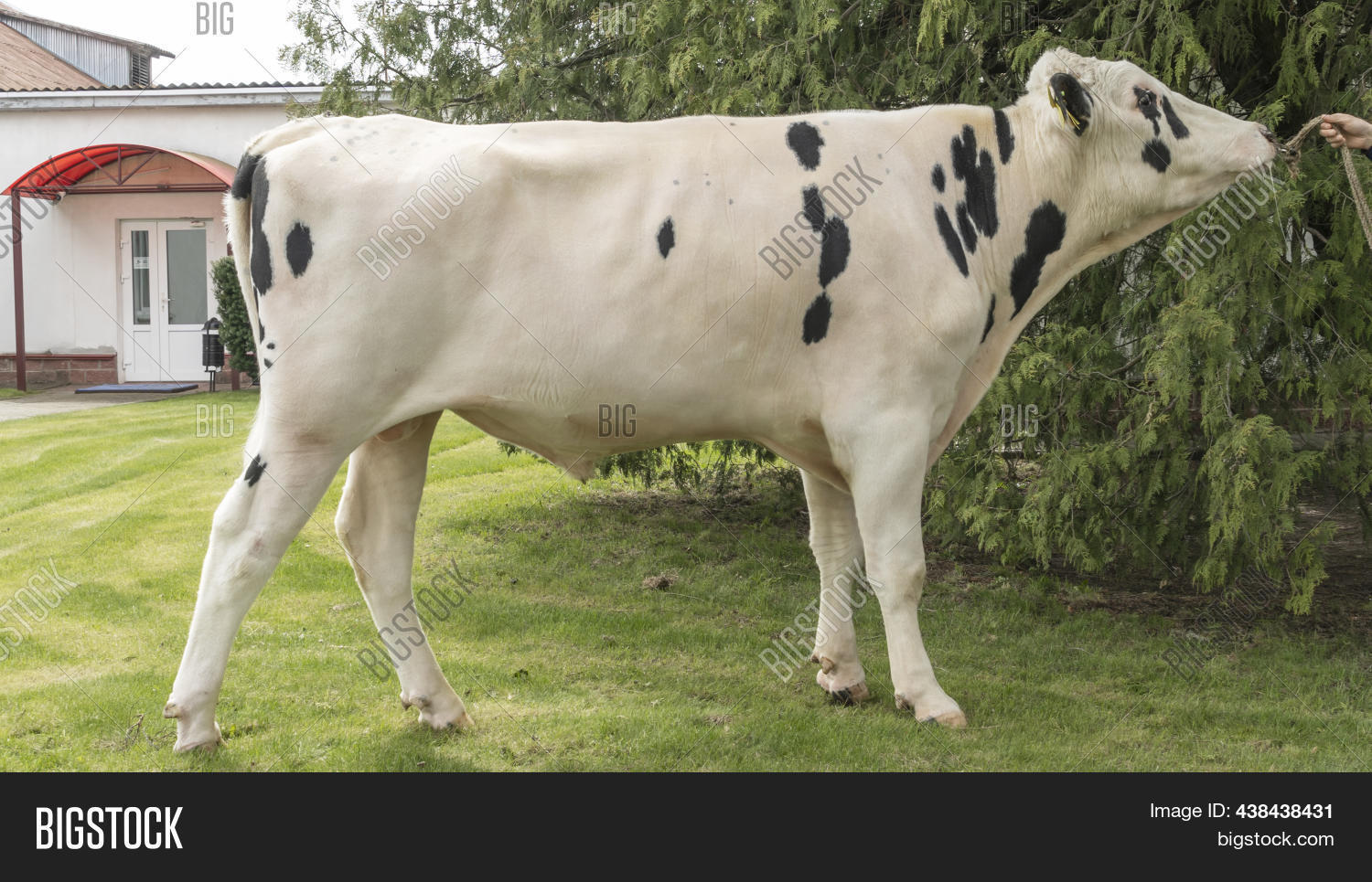Tribal Bull On Farm. Image & Photo (Free Trial) | Bigstock