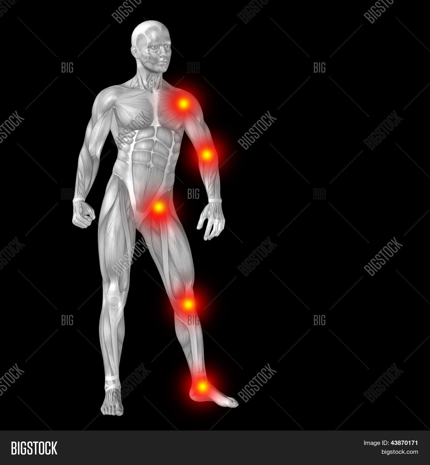 3D Human Man Muscles Image & Photo (Free Trial) | Bigstock