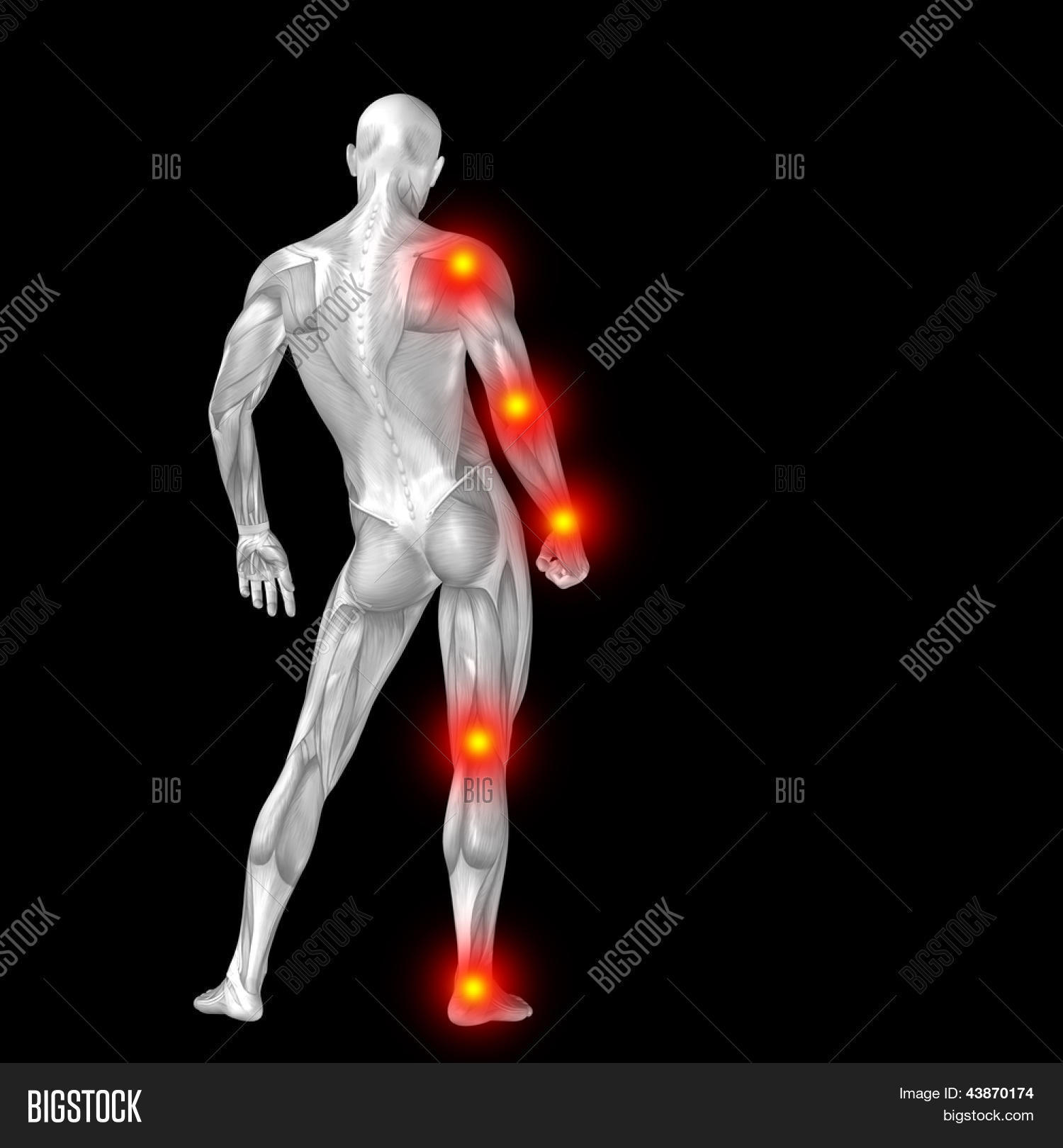 3D Human Man Muscles Image & Photo (Free Trial) | Bigstock