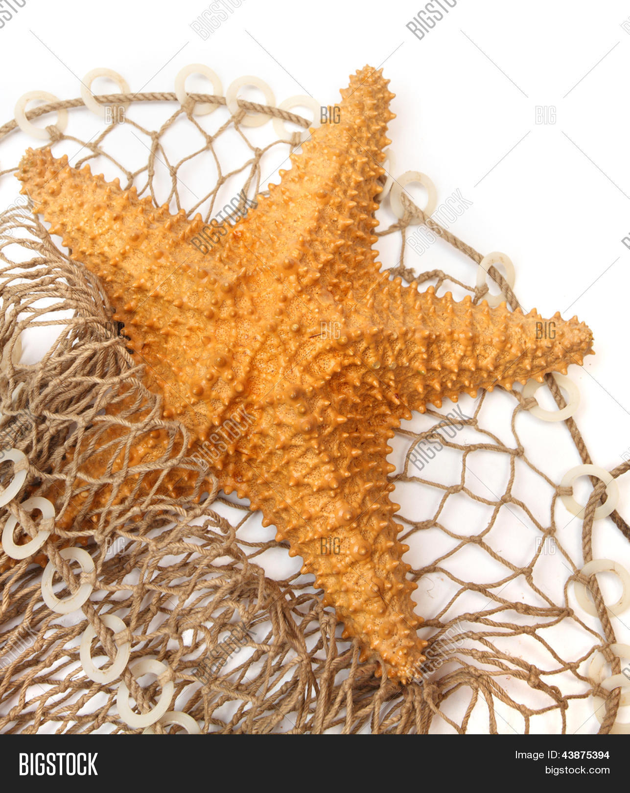 Caribbean Starfish ( Image & Photo (Free Trial) | Bigstock