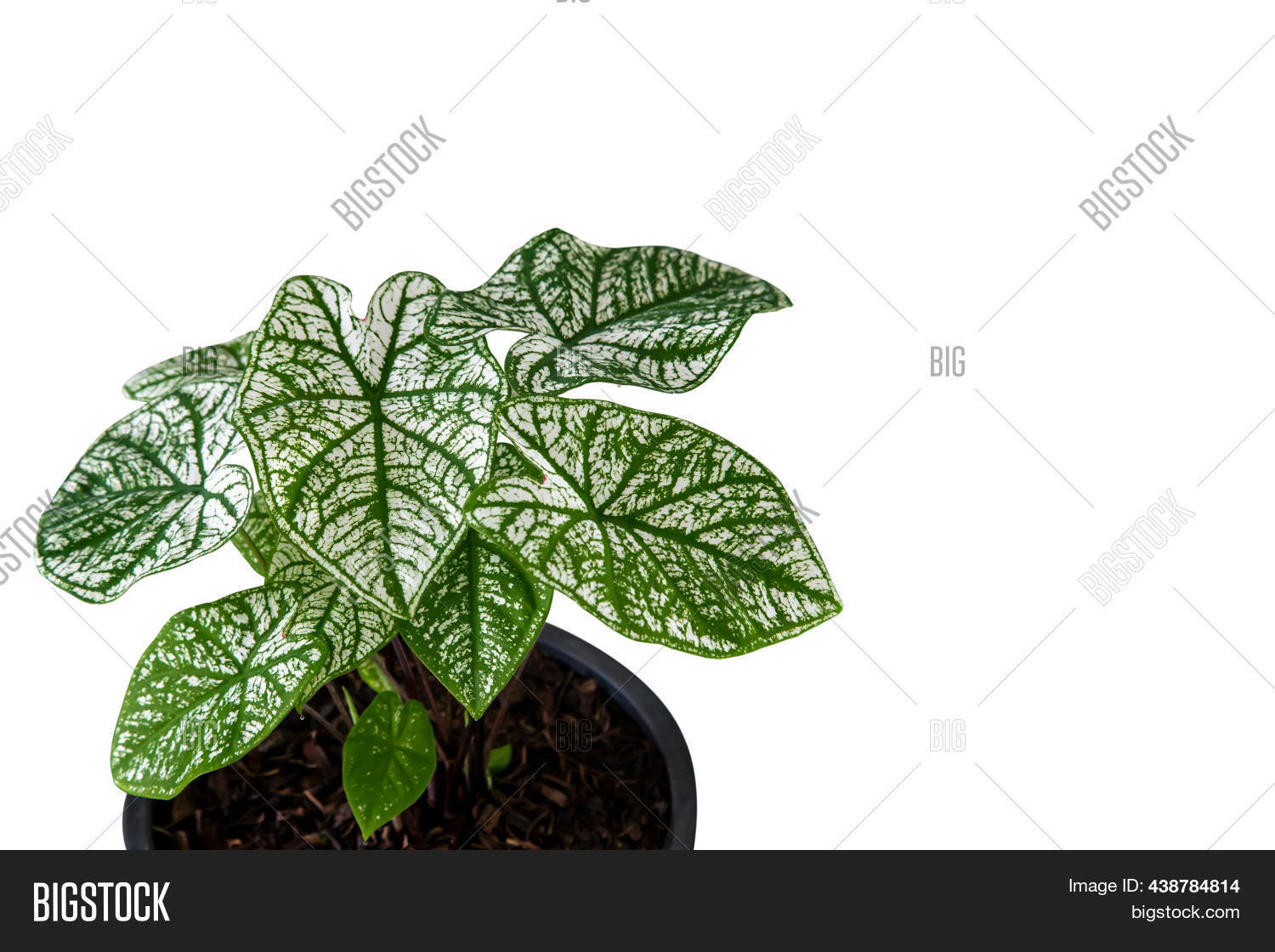 Caladium Black Plant Image & Photo (Free Trial) | Bigstock