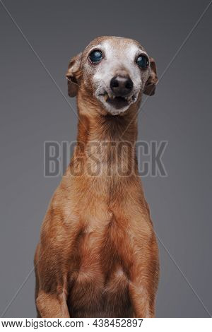 Italian Greyhound Smiling