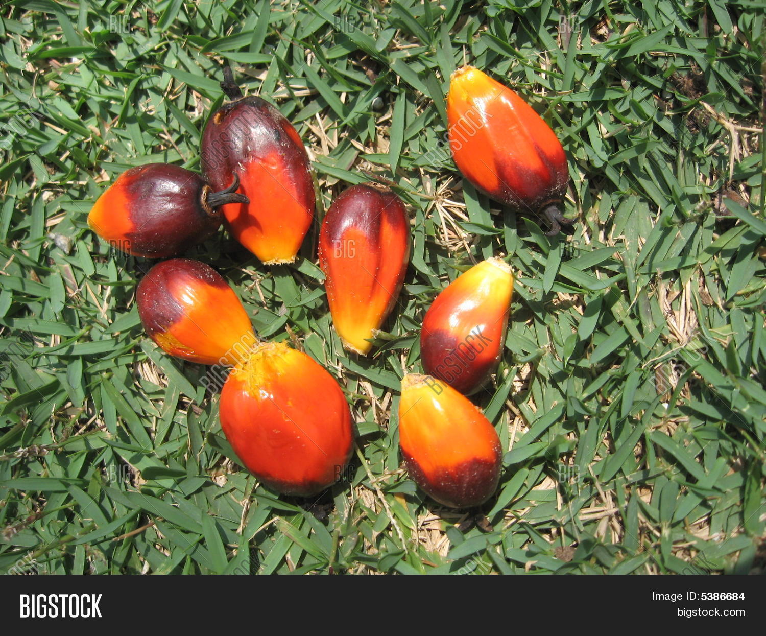 Dende Image & Photo (Free Trial) | Bigstock