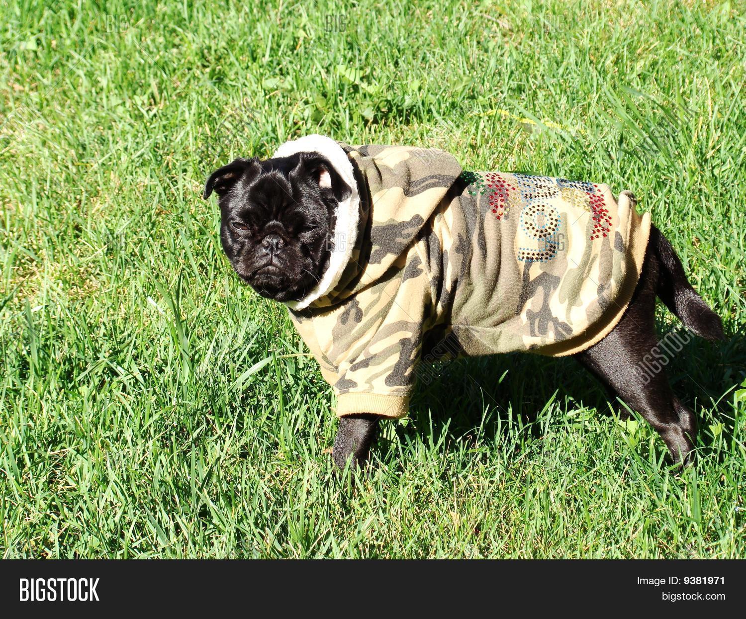 Black Pug Military Image & Photo (Free Trial) | Bigstock