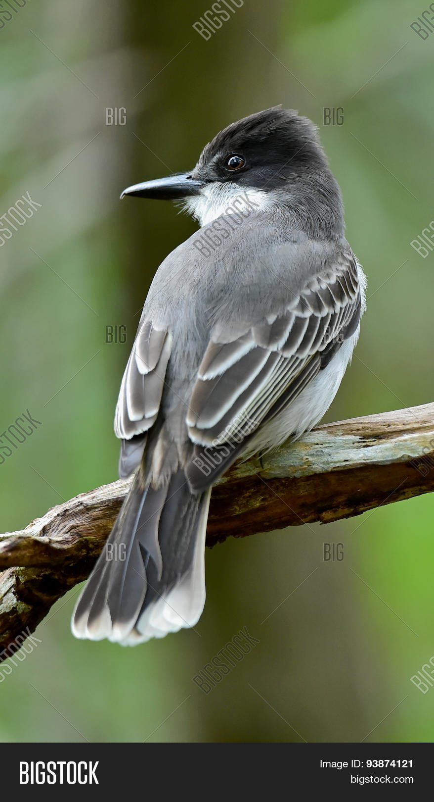 Loggerhead Kingbird ( Image & Photo (Free Trial) | Bigstock