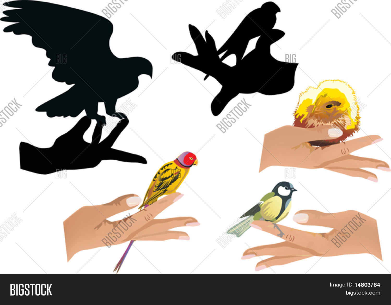 Set Human Hands Birds Vector & Photo (Free Trial) | Bigstock