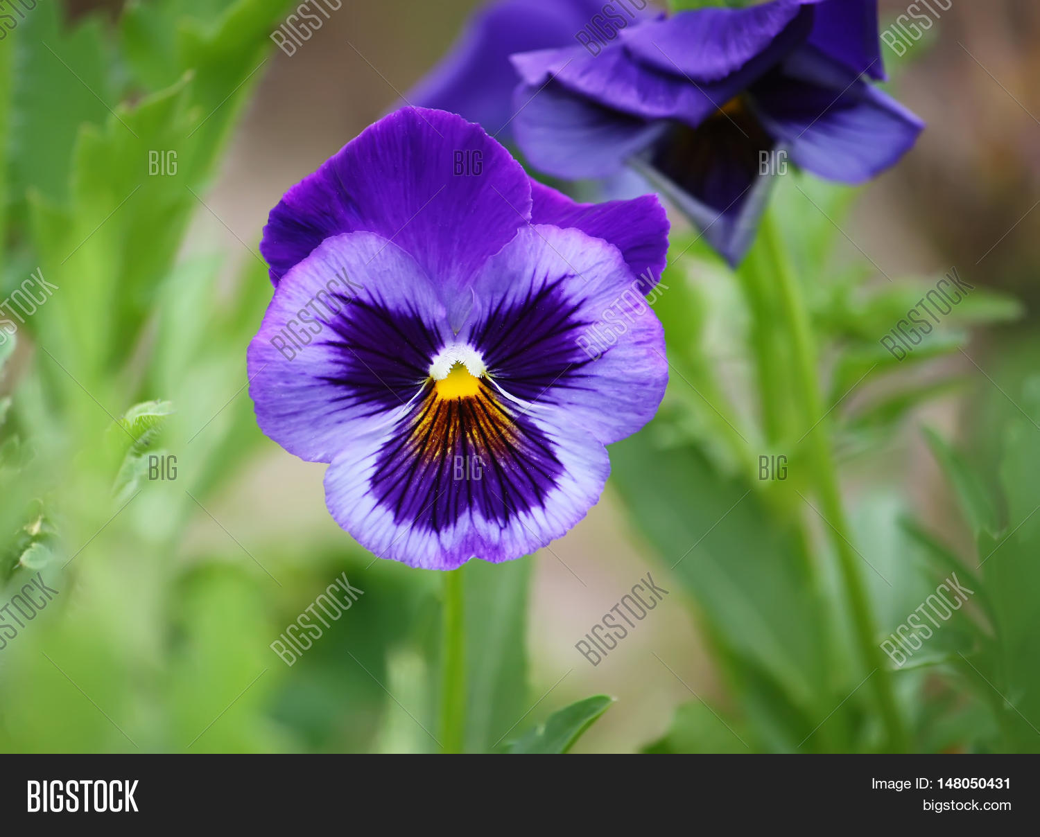 Purple Pancy Flowers Image & Photo (Free Trial) | Bigstock