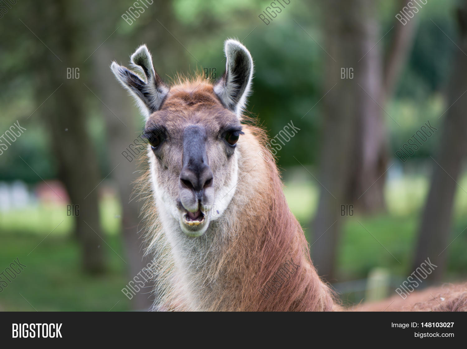 Llama Torn Ear Head Image & Photo (Free Trial) | Bigstock