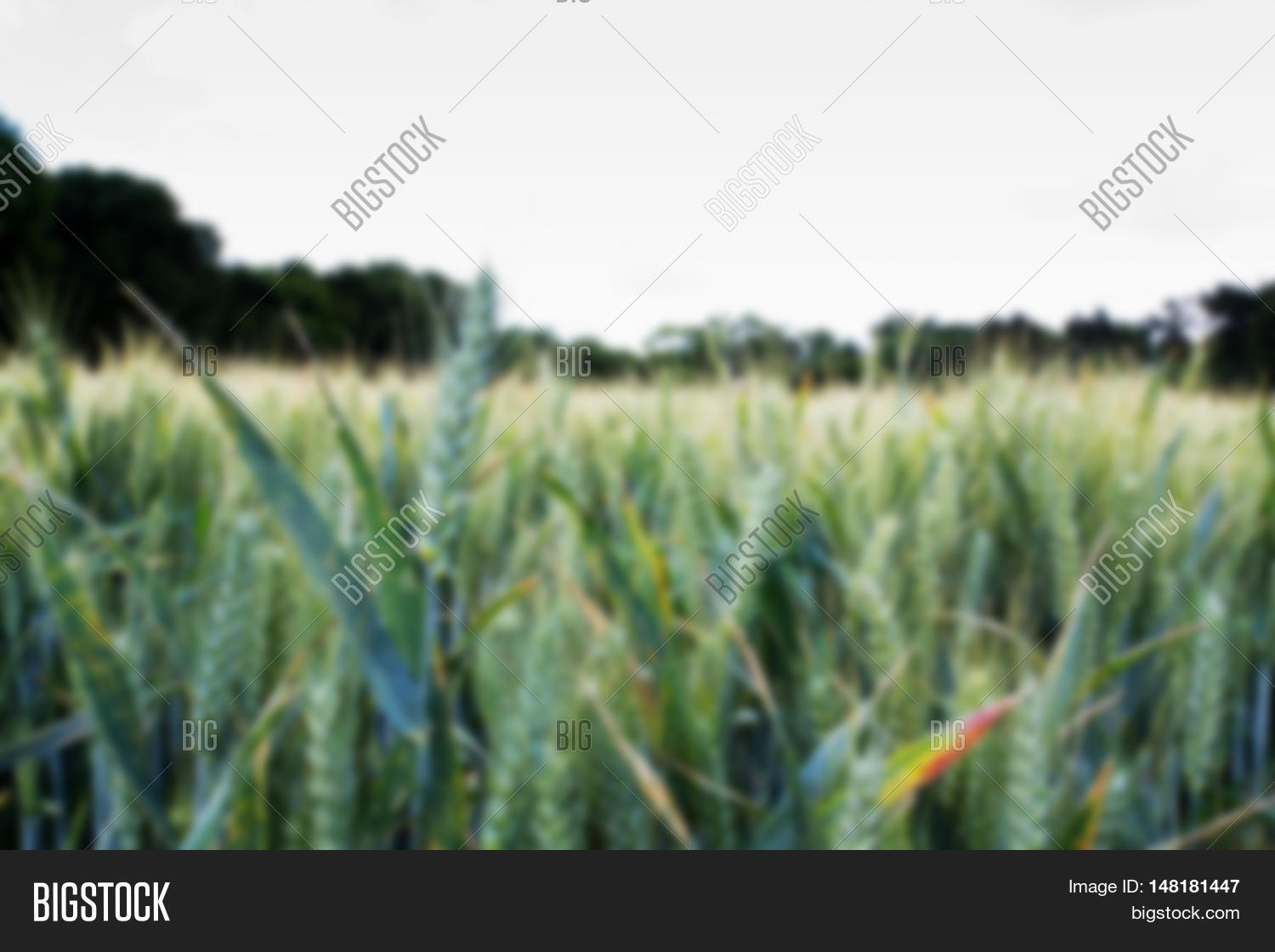 Wheat Growing Field Image & Photo (Free Trial) | Bigstock