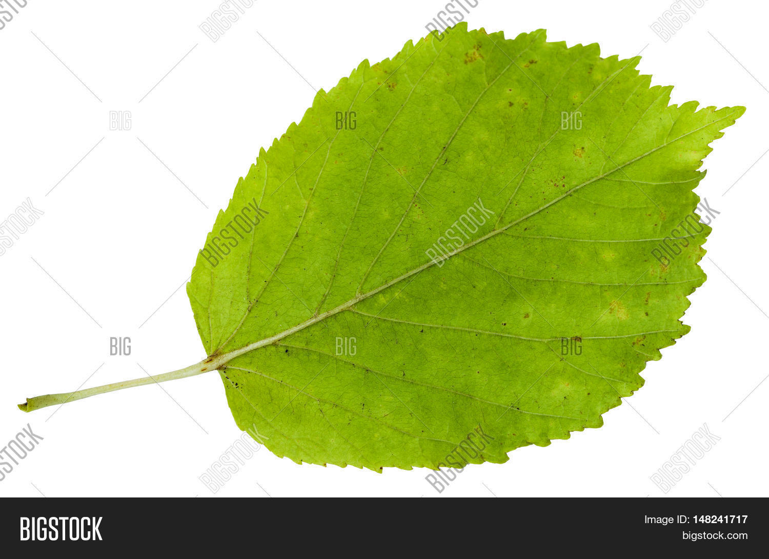 Back Side Green Leaf Image & Photo (Free Trial) | Bigstock
