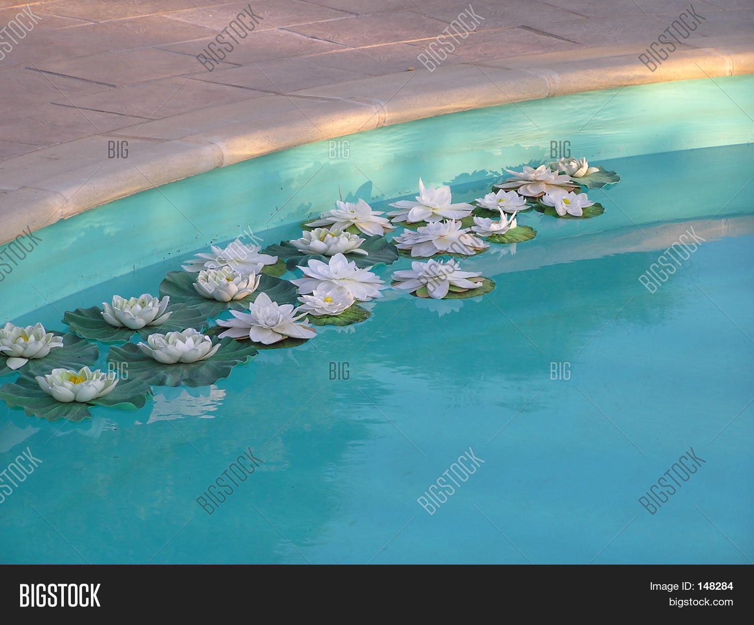 Water Lilies Image & Photo (Free Trial) | Bigstock