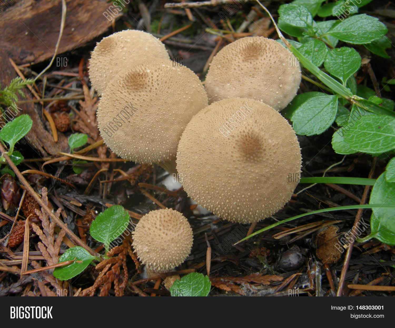 Lycoperdon Perlatum, Image & Photo (Free Trial) | Bigstock