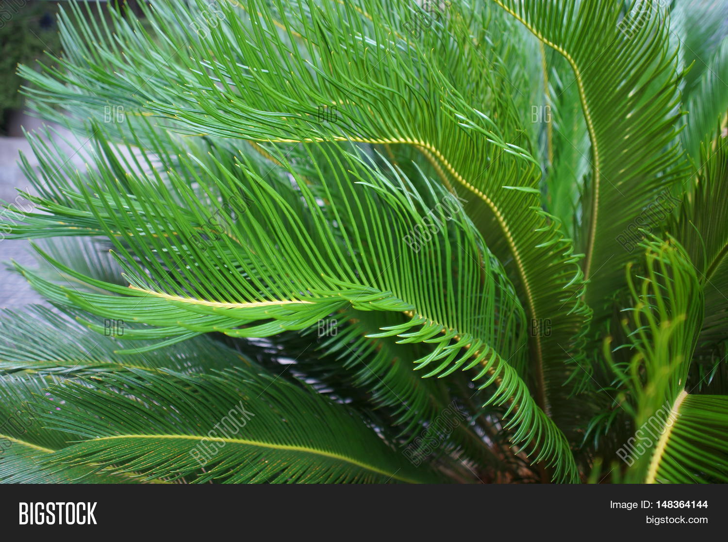 Cycas Cycad Tropical Image & Photo (Free Trial) | Bigstock