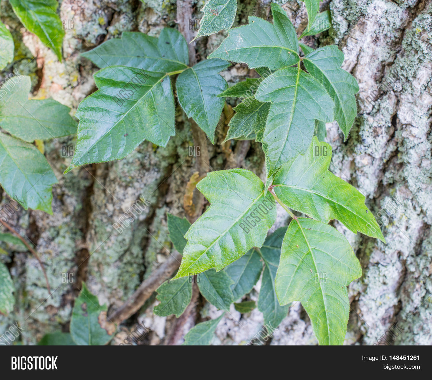 Poison Ivy Climbing On Image & Photo (Free Trial) | Bigstock