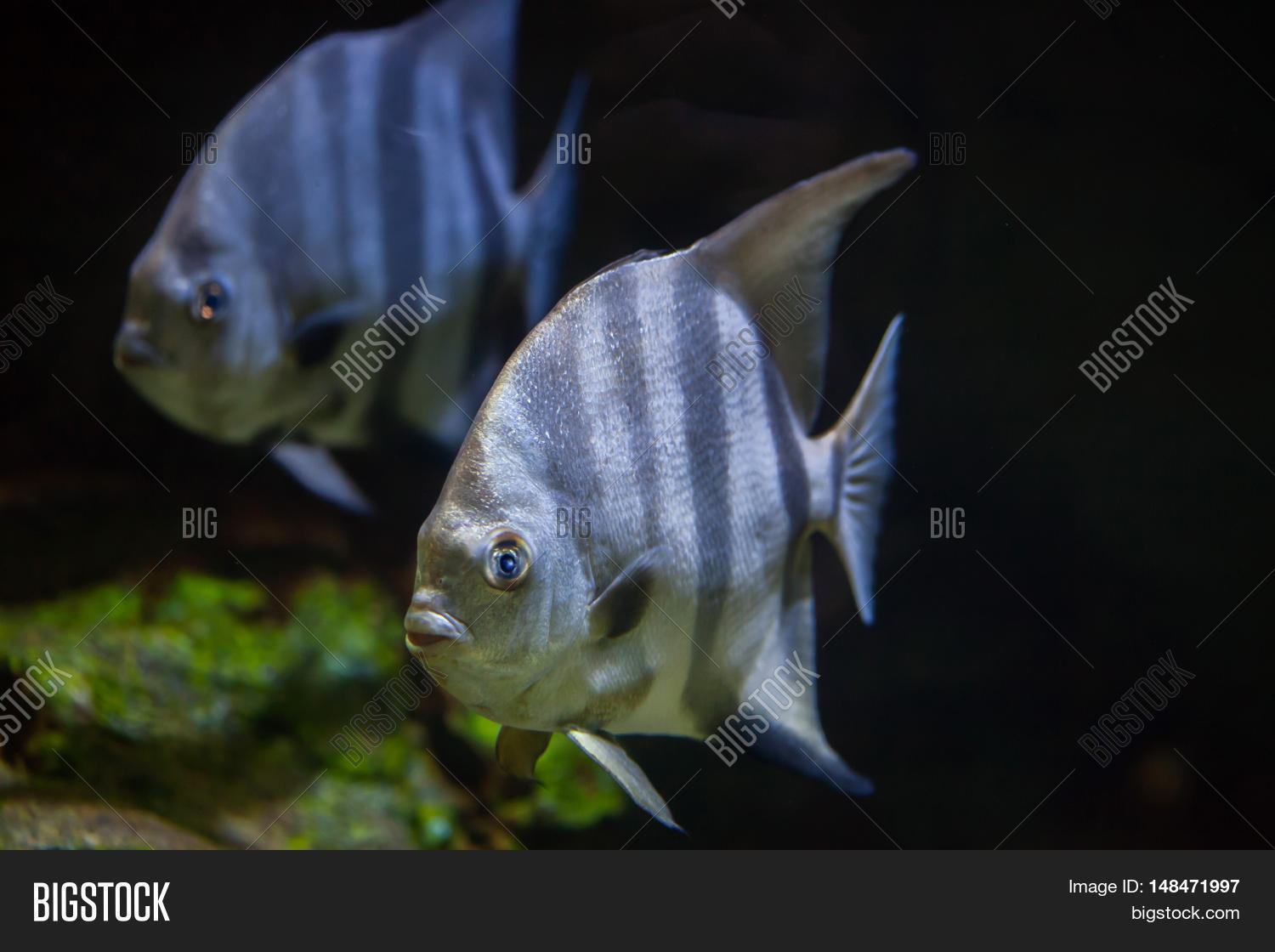 Atlantic Spadefish ( Image & Photo (Free Trial) | Bigstock