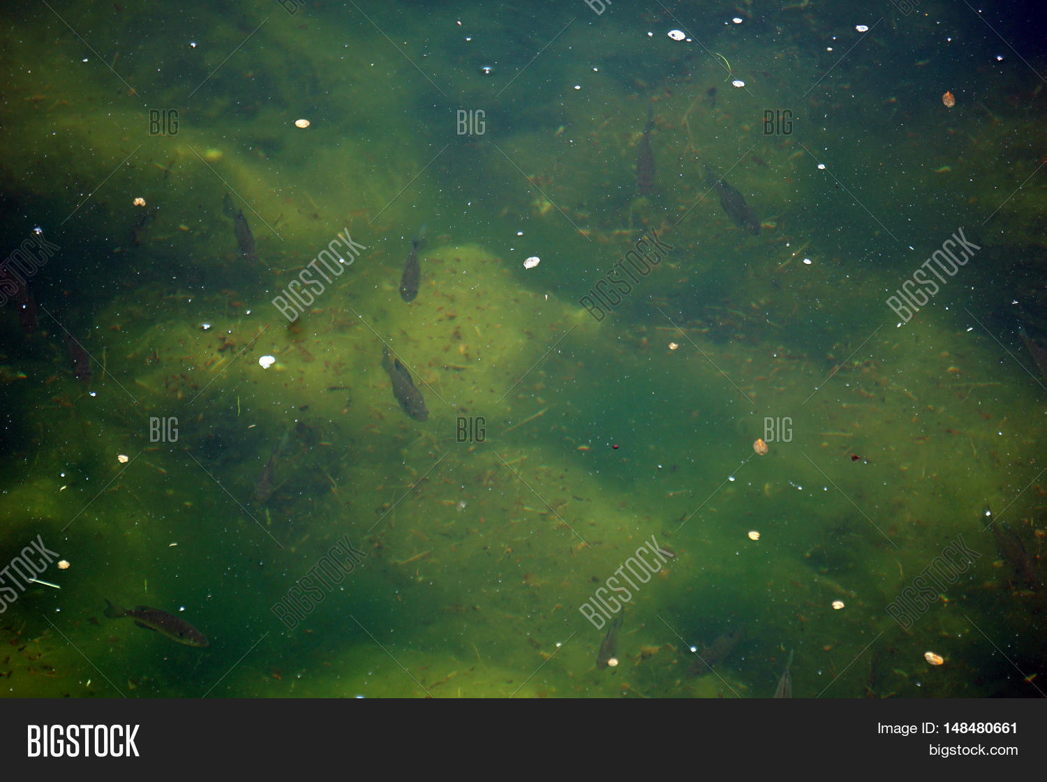 School Bluegill Fish ( Image & Photo (Free Trial) | Bigstock
