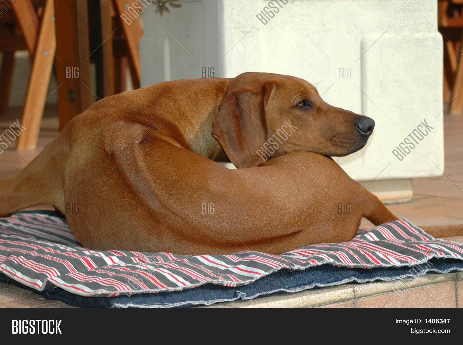 Rhodesian Ridgeback Image & Photo (Free Trial) | Bigstock