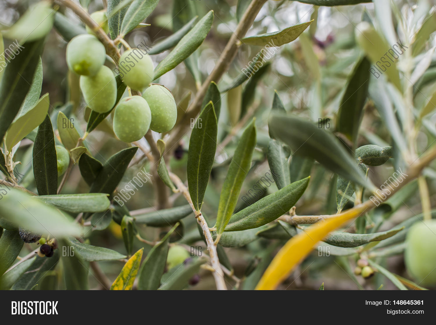 Grape Olives Hanging Image & Photo (Free Trial) | Bigstock