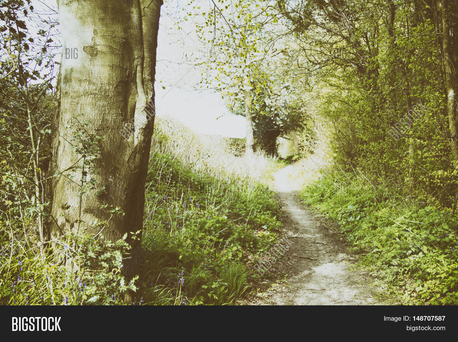 View Through Trees On Image & Photo (Free Trial) | Bigstock