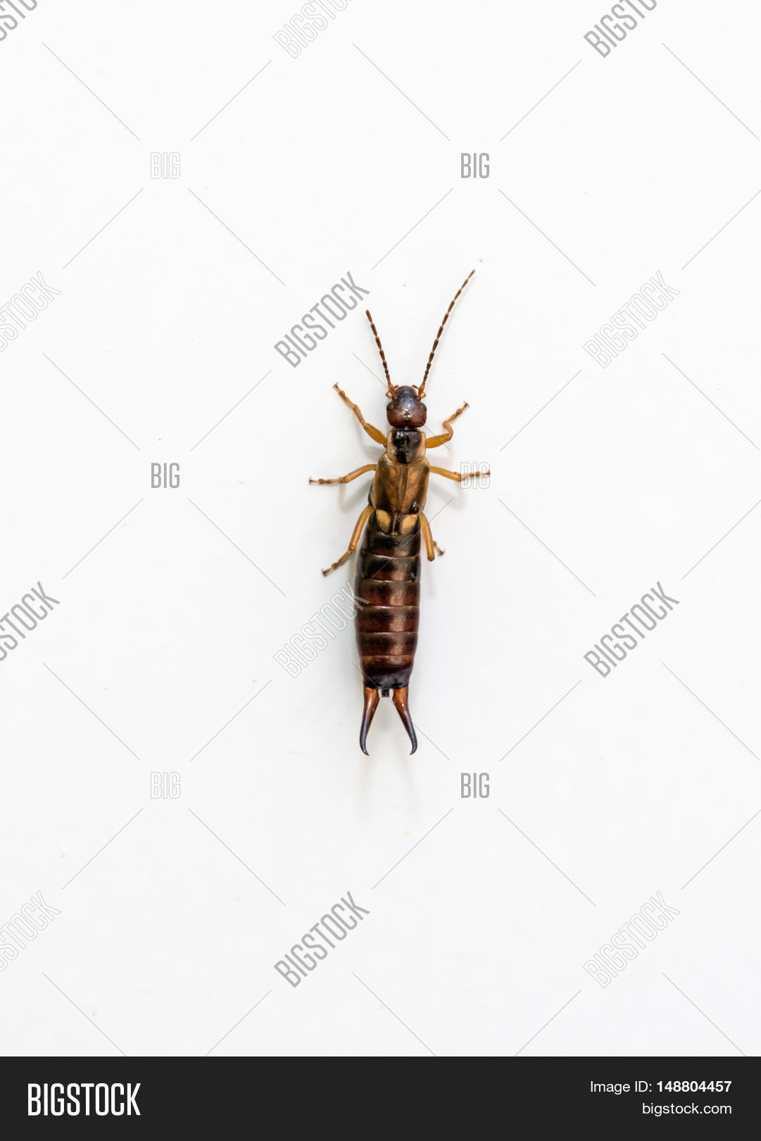 European Earwig - Image & Photo (Free Trial) | Bigstock