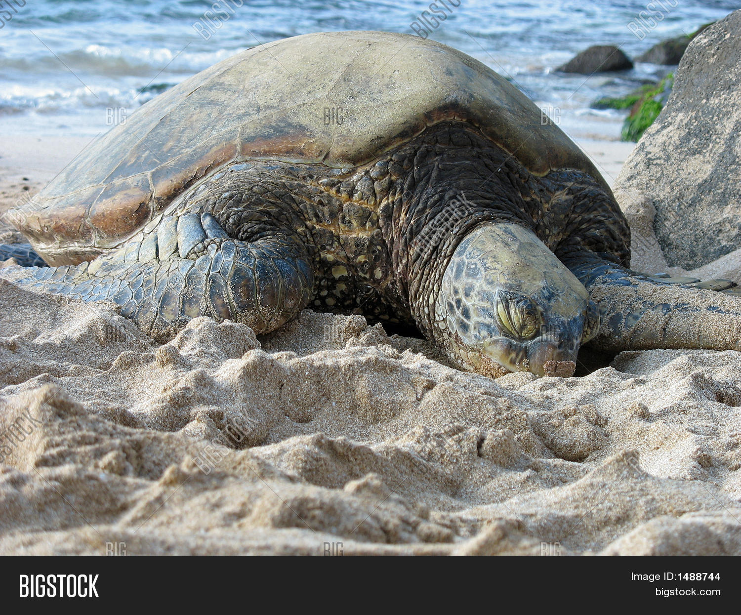 Sleeping Sea Turtle Image & Photo (Free Trial) | Bigstock