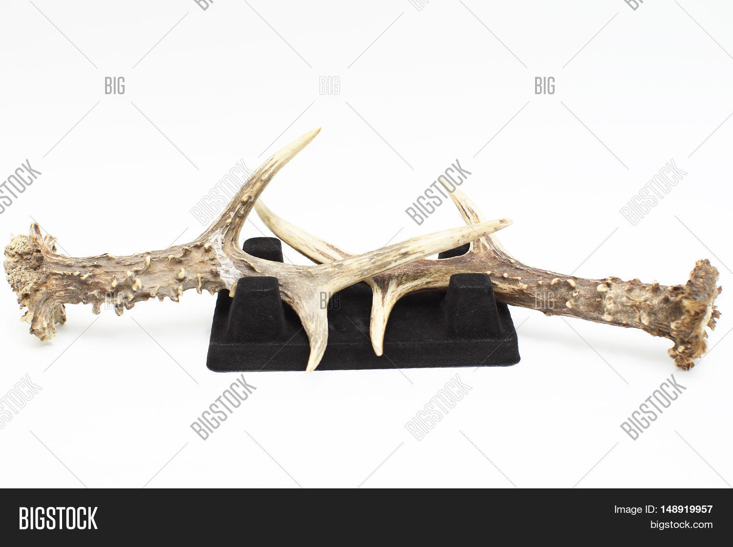 Deer Horns Isolated On Image & Photo (Free Trial) | Bigstock