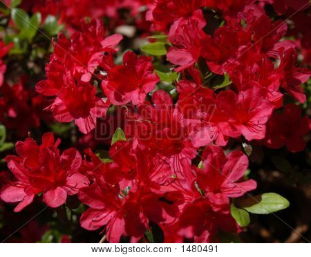 Closeup Red Azalea Image & Photo (Free Trial) | Bigstock